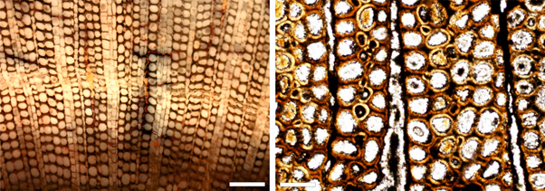 Figure 4.Â Detail of secondary xylem of arborescent calamiteÂ ...
