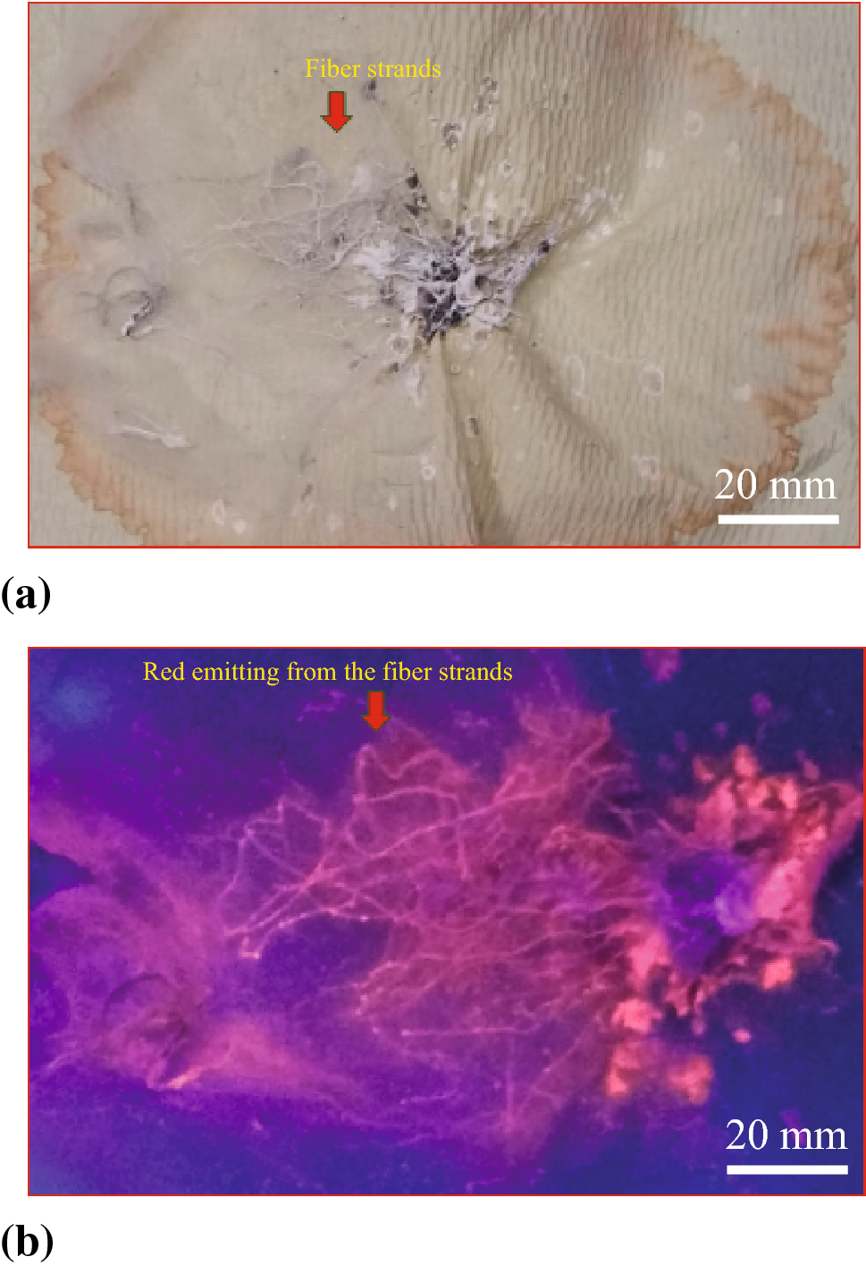 Photographs showing light emission of the Fe-core@Eu-shell fiber: a ...